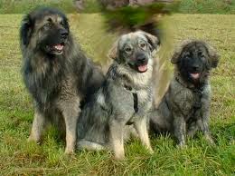 PERROS DE RAZA: PASTOR YUGOSLAVO DE CHARPLANINA