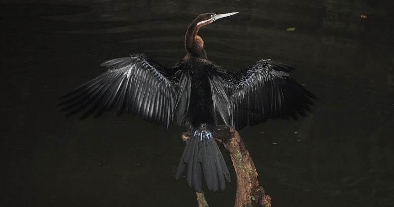 ZOOTOGRAFIANDO (6.100 ANIMALS): ANHINGA ROJA O PATO AGUJA AFRICANO ...