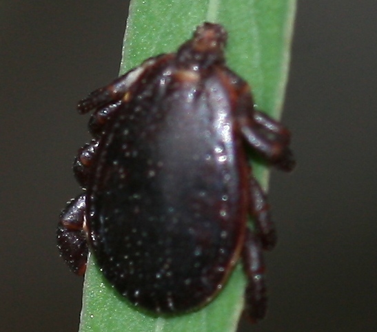 South African Photographs: Acari - Ticks