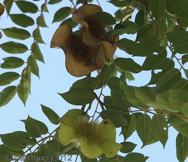 Natures World of Wonder: Kiaat (Pterocarpus angolensis)