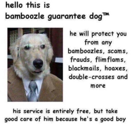 Bamboozled Again: 11 Pictures of Puppers Who Bamboozled Us Again