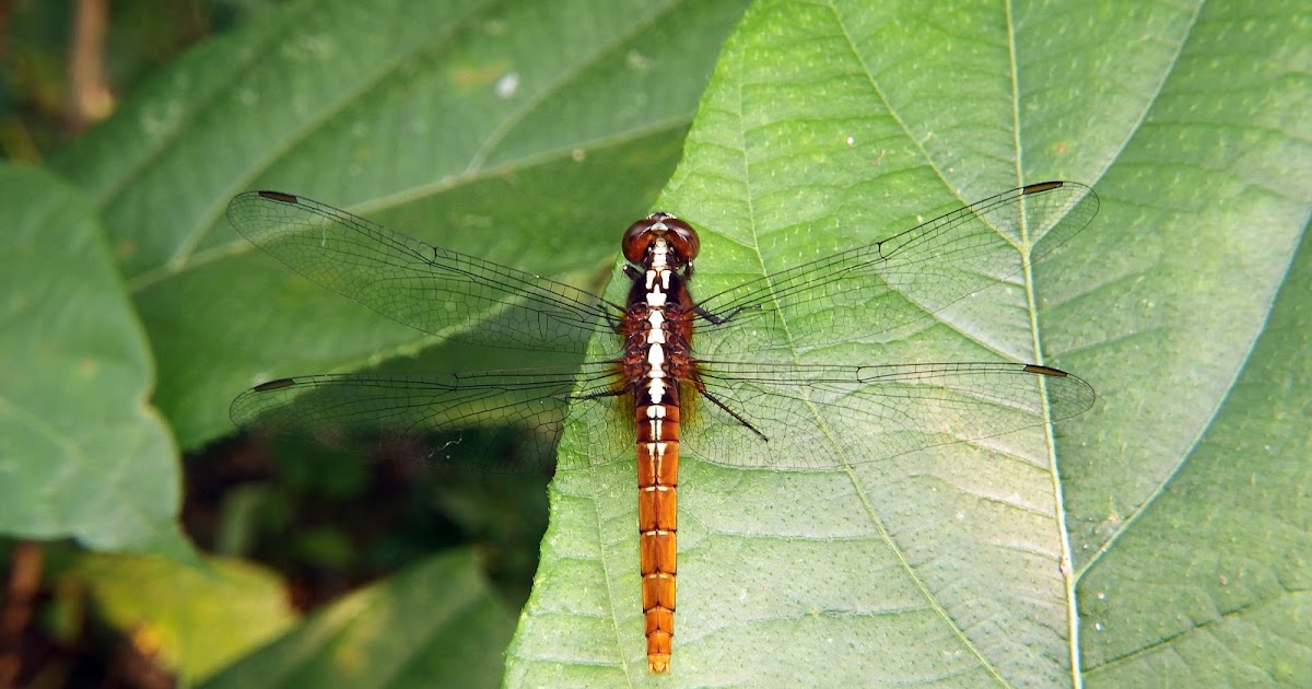 Dragonflies and Damselflies Of Kerala: Rufous Marsh Glider (Rhodothemis ...