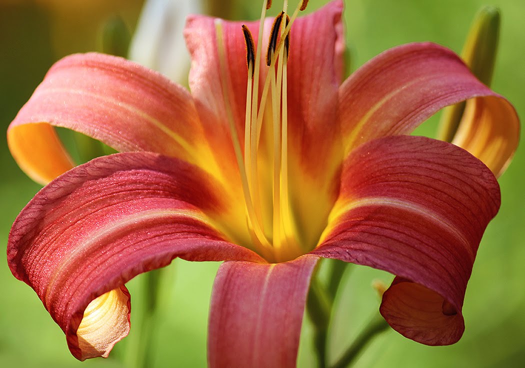 Heini Drui: Mõned suvised õied