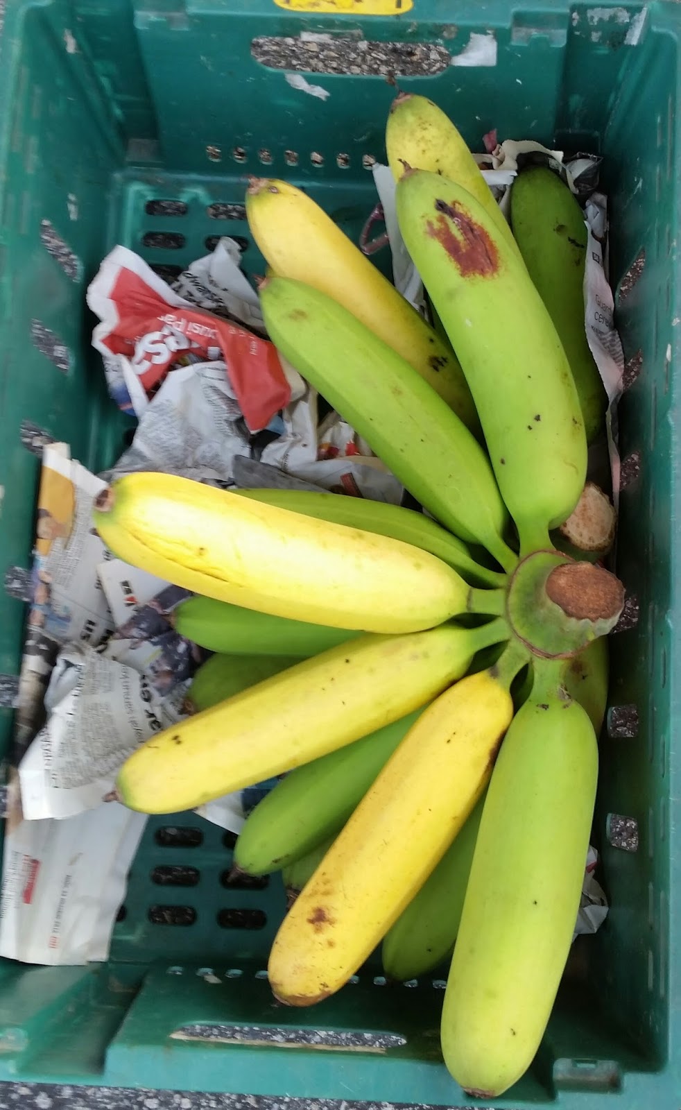 Warisan Petani: Riwayat Hidup Pisang Raja Talon