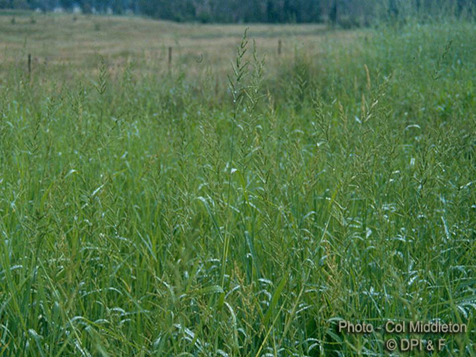 Semillas de Pasto Forrajero: VENTA DE SEMILLAS PASTO ALEMAN Echynochloa ... Semillas de Pasto Forrajero: VENTA DE SEMILLAS PASTO ALEMAN Echynochloa ...