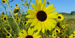 BIO 227:9: The Pecos Sunflower: By Tori Saunders