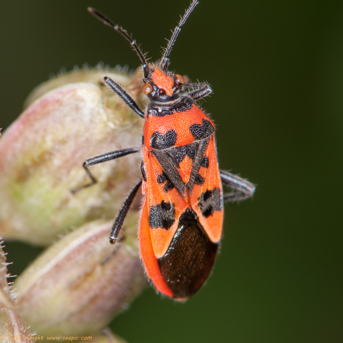 Postcards from Sussex: Adonis, Wall and a Fire bug