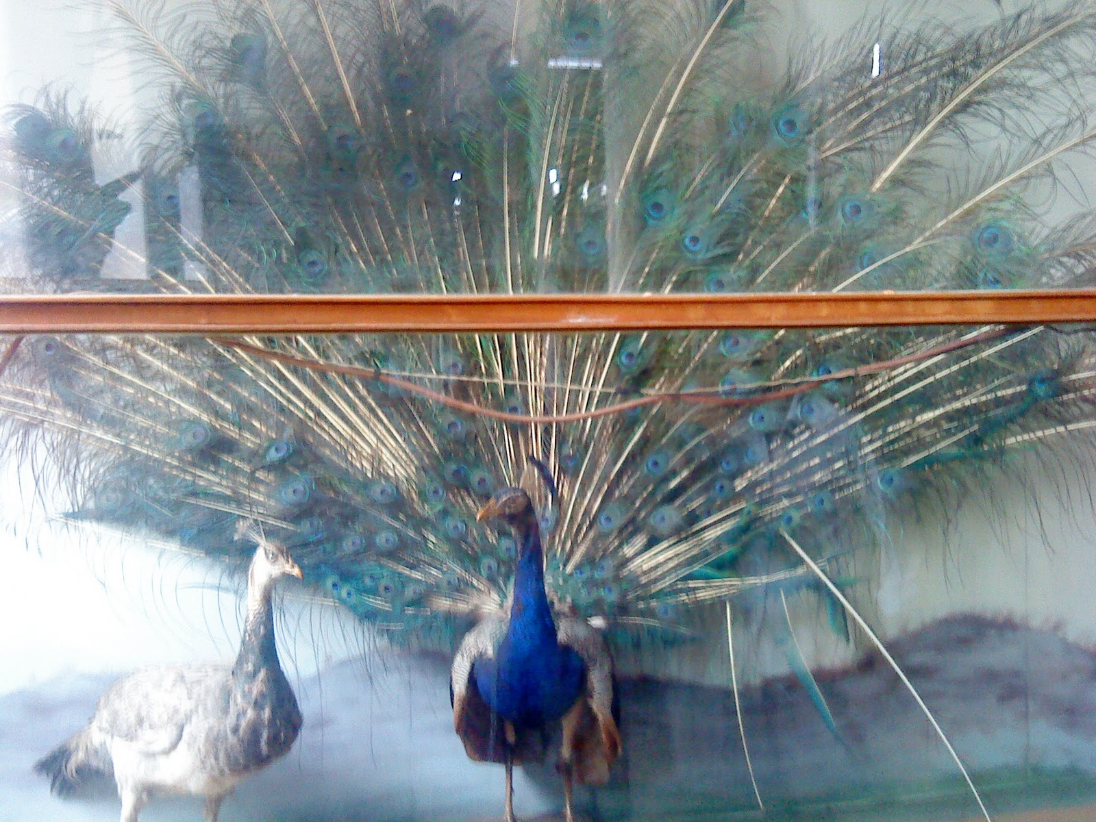 Coimbatore: GASS Forrest Museum