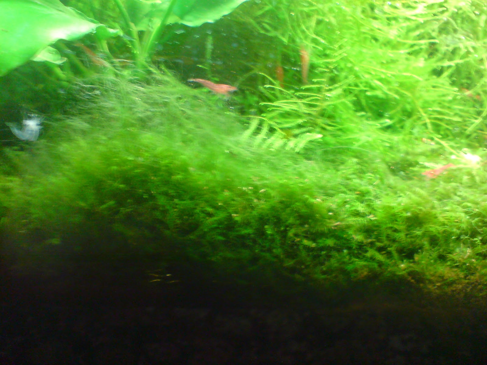 Aquascape Design: Cladophora Algae (Alga Benang Hijau)