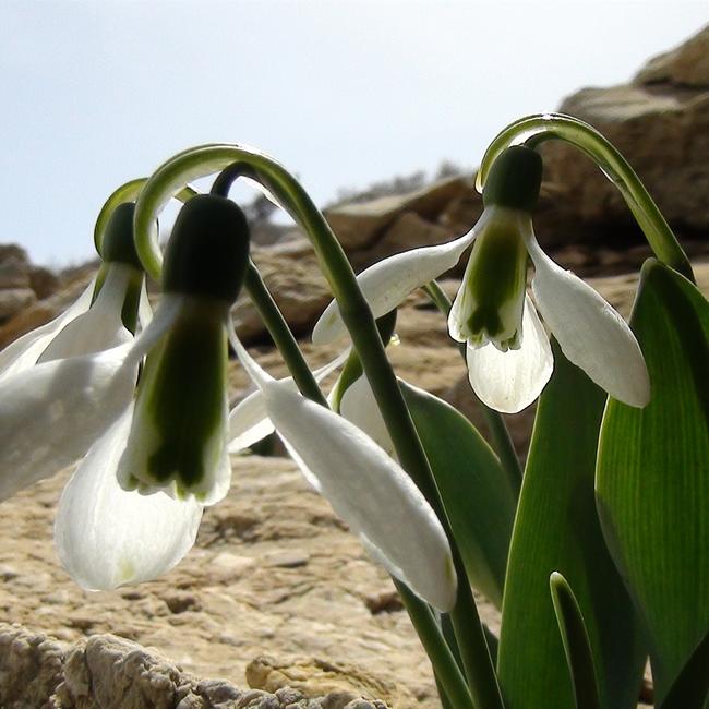 Snowdrop sprouts in Turkey’s Manisa