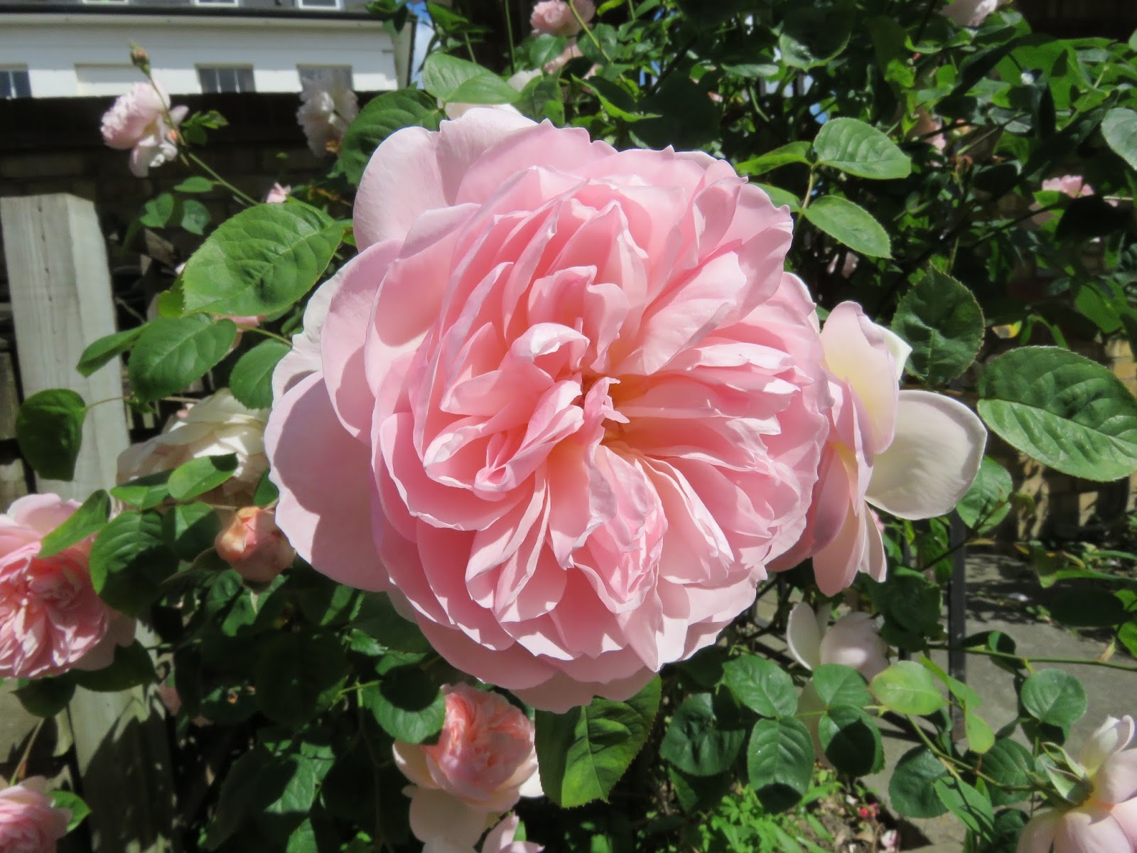 just saying ...: Munstead Wood and Sweet Hermione the perfect summer ...