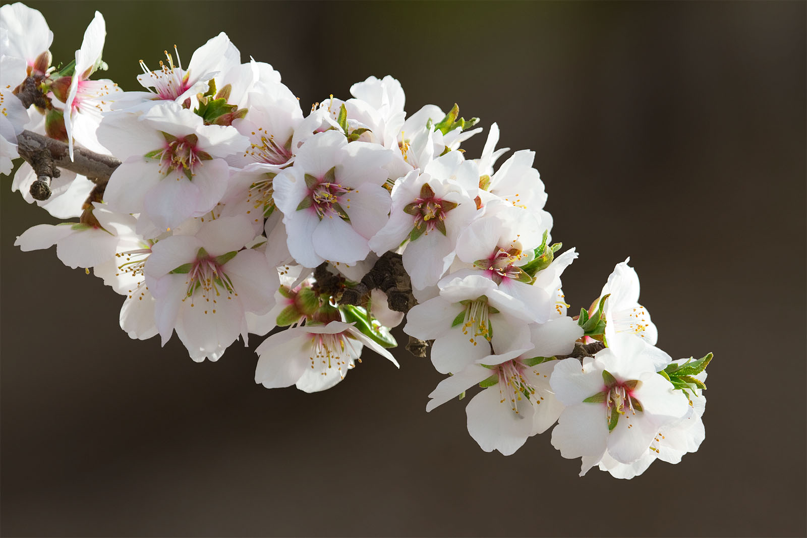 Anthony Dunn Photography: When do the Almond Trees Bloom?