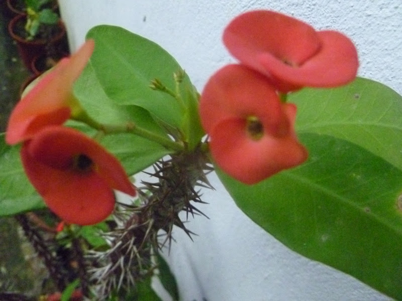 PESONA: Izan ~ Benih bunga itu ialah Bunga Baiduri Ya! please sila ...