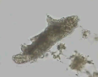 Faunamicroscopica: Cazando el oso de agua