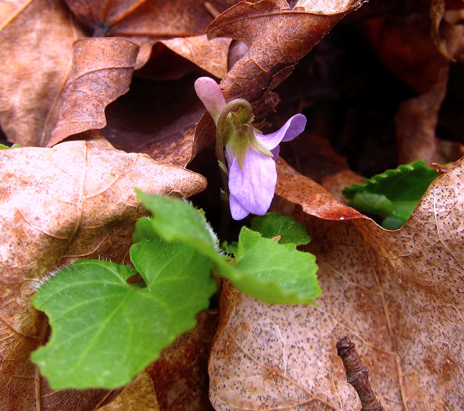 Saratoga woods and waterways: Swamp Slogging With Evelyn