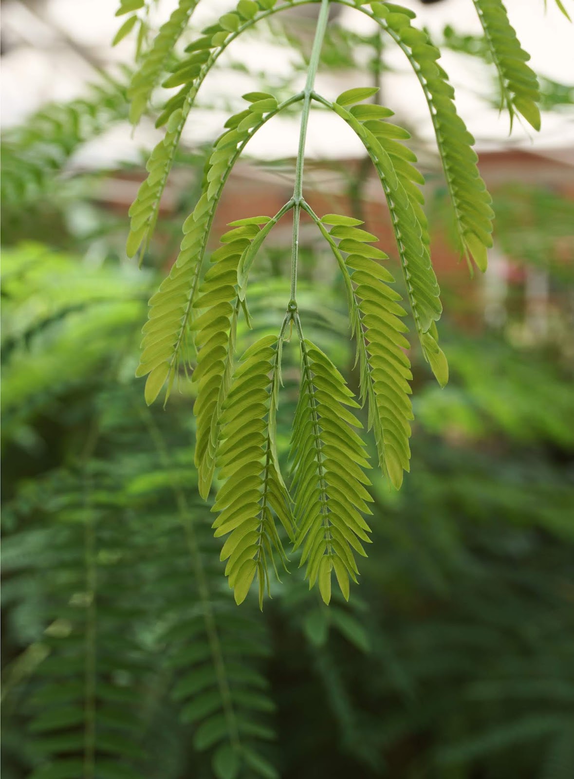 Grow Our Own ~ an ecotherapy blog