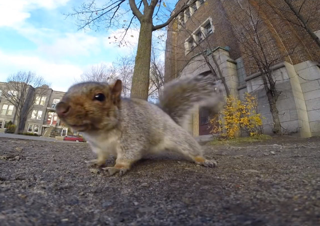 White Wolf : Squirrel Steals GoPro, Shoots Amazingly Good Video Running ...