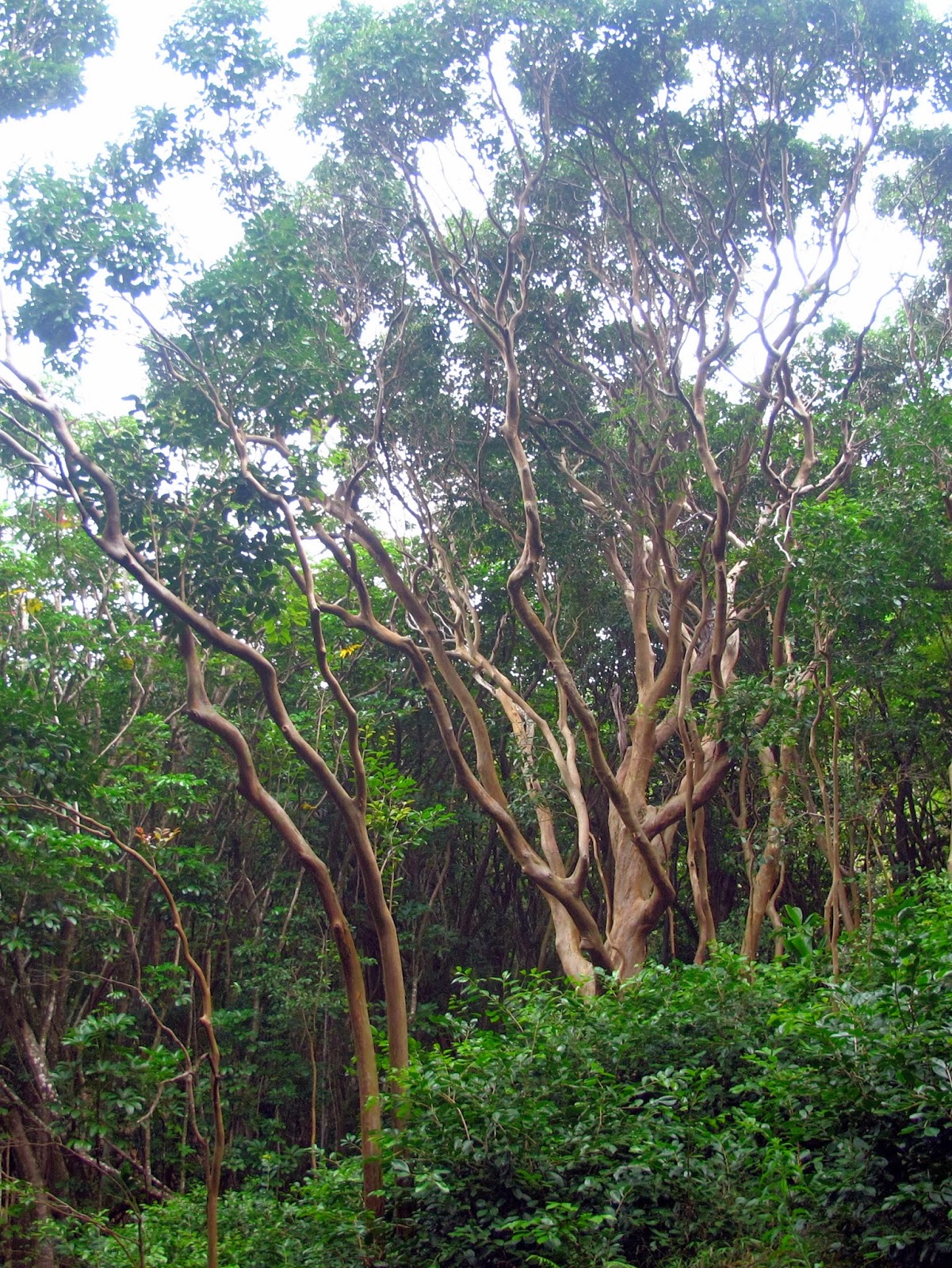 Just a girl with a hammer: A visit to the Limahuli Garden