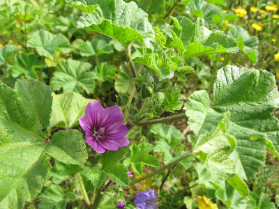 FLORA NEL SALENTO e.. anche altrove: Malva silvestris L. subsp ...