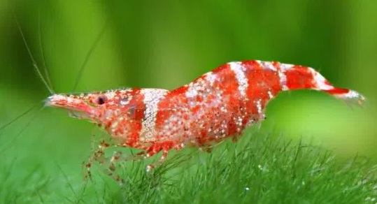 Jual Udang Red Cherry (Neocaridina Denticulata Red) - Ikan Koi