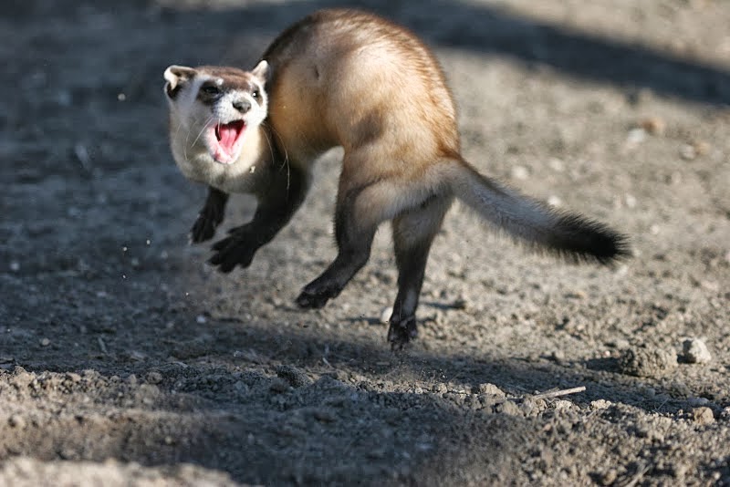 Ferret Animals | Interesting Facts & Latest Pictures | All Wildlife ...
