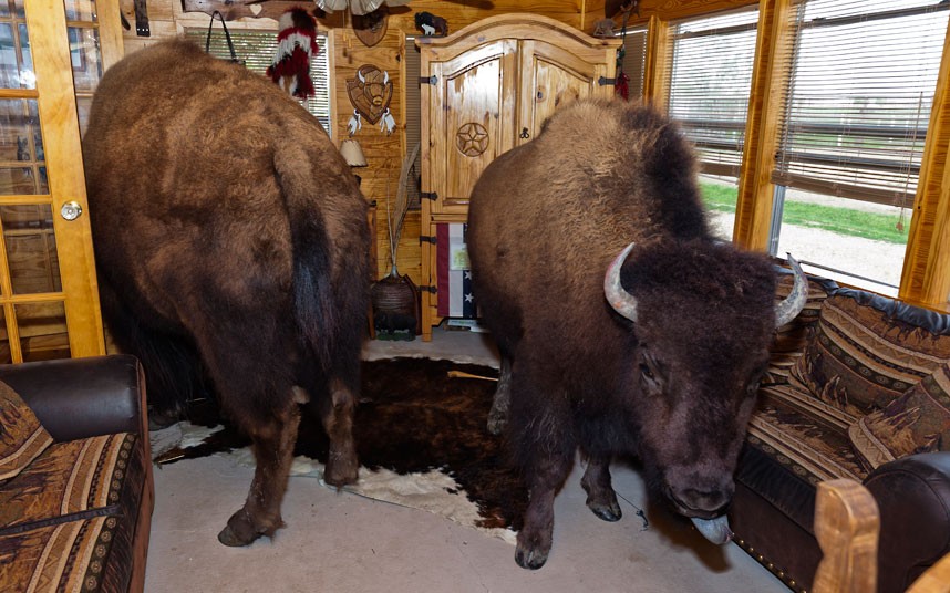 A family shares their house with two bison (13 pics) | Amazing Creatures