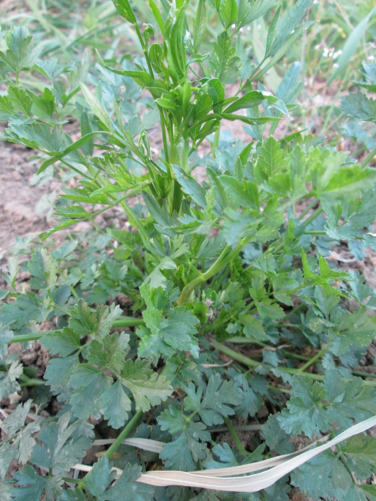 Adolescentii de azi: Despre patrunjel