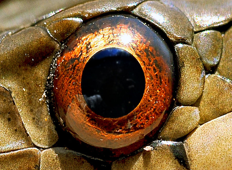 Tentang Ular ~ Tentang Gambar Hewan