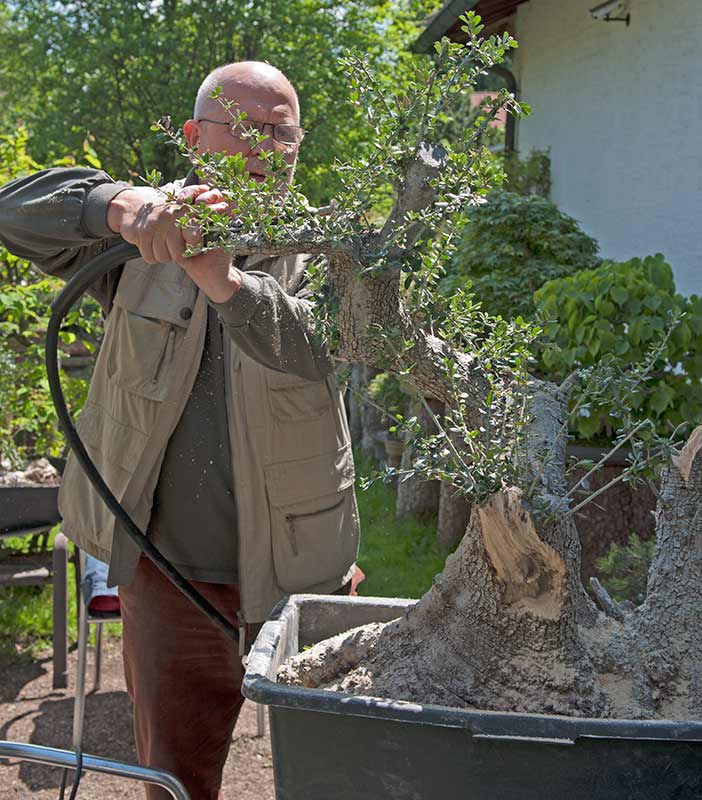 Walter Pall Bonsai Adventures: Mega-Sumo olive improved