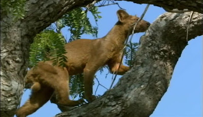 Madagascar - Land like no other: Madagascar's Top Predator - Fossa ...