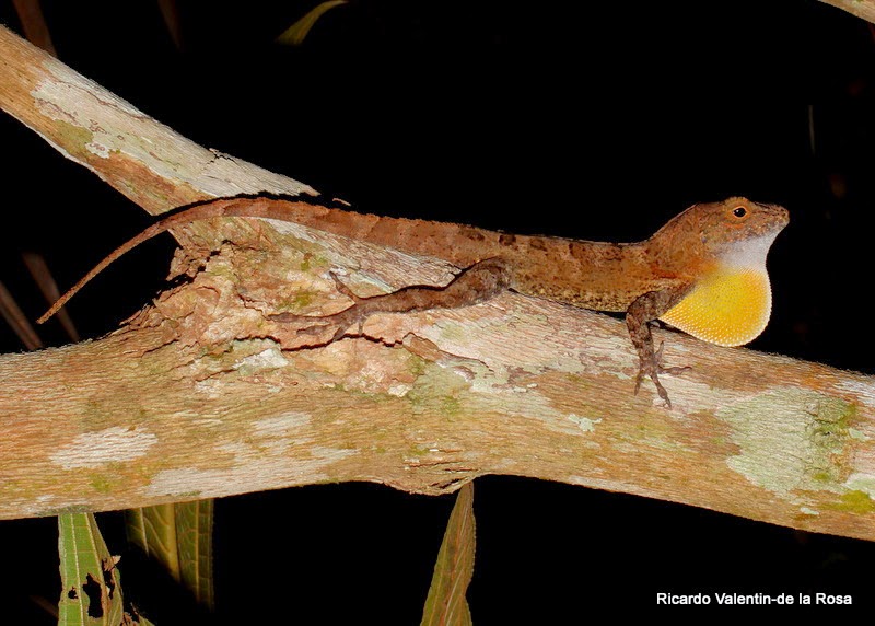Ricardo's Blog, : Anolis cristatellus, displaying its dewlap
