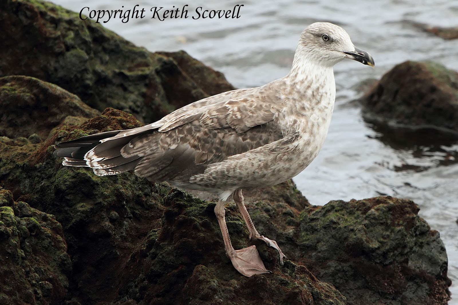 Keith Scovell's Wild Life: Wildlife of the Azores