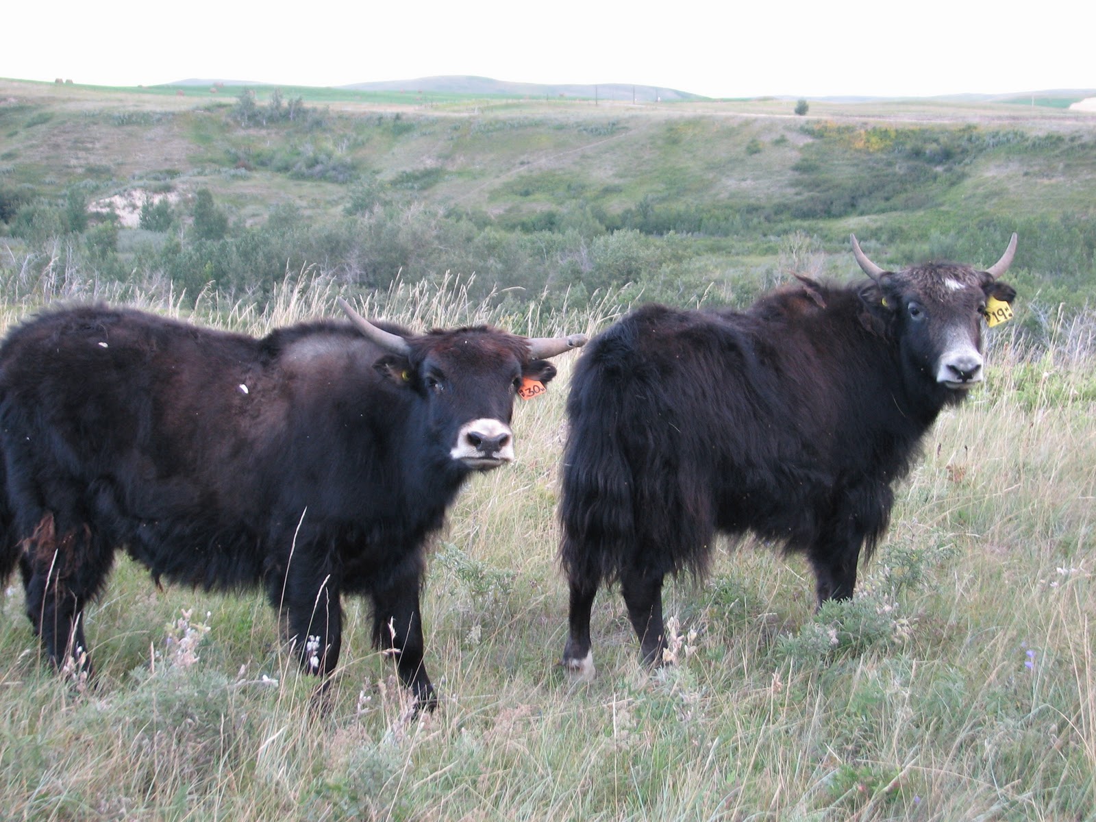 Springridge Ranch Grass-Fed Yak-Cross Beef: Yak Photos