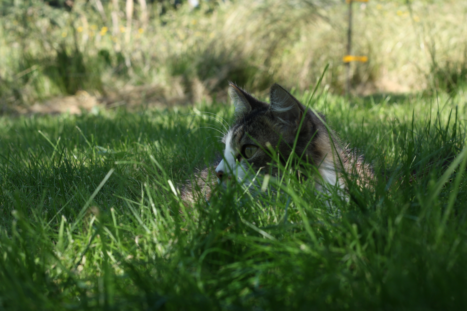 Photos: Cat in the "Wild"