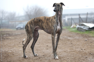 Are Galgo Espanol Puppies Lazy