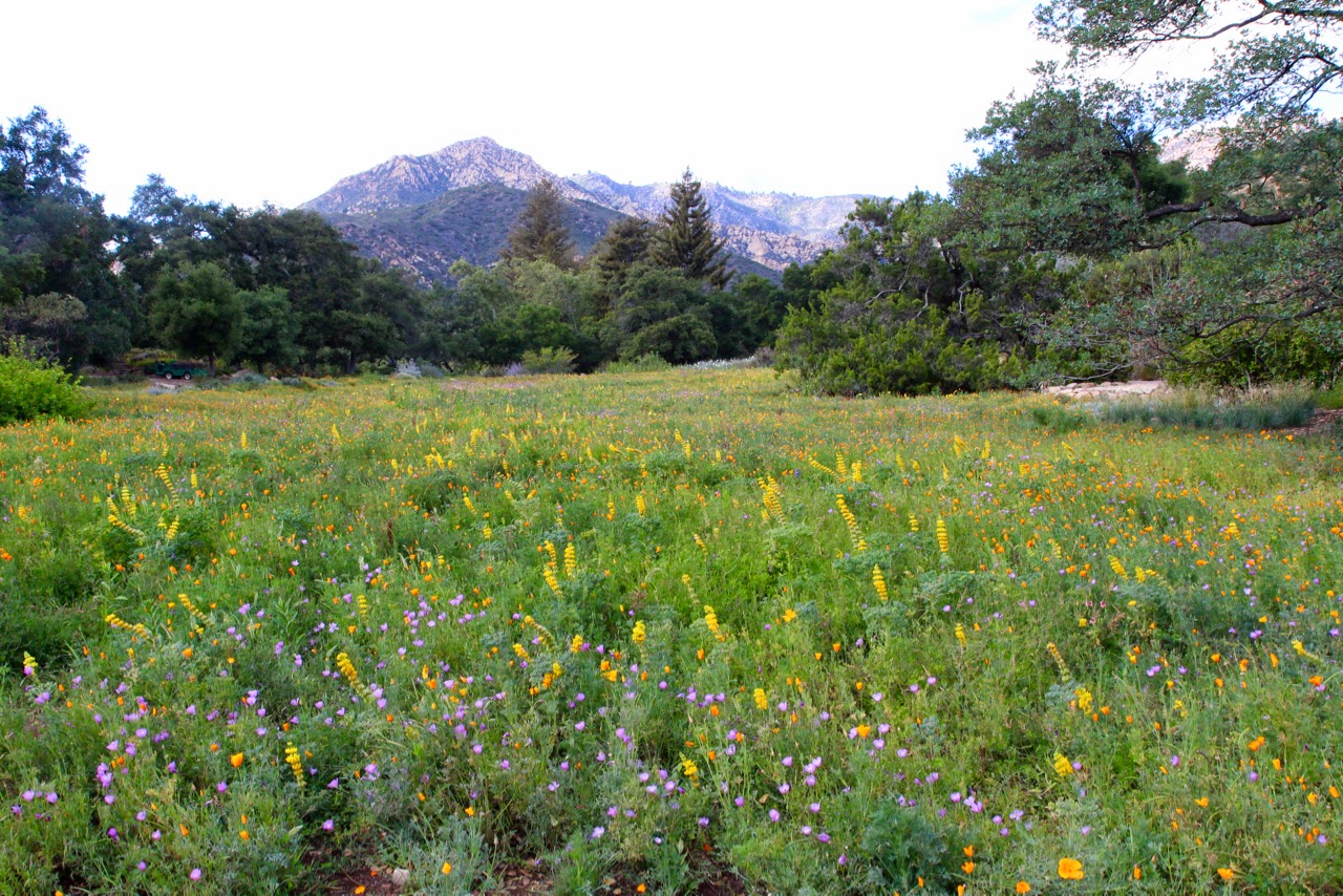 CA Native Garden: May 2015