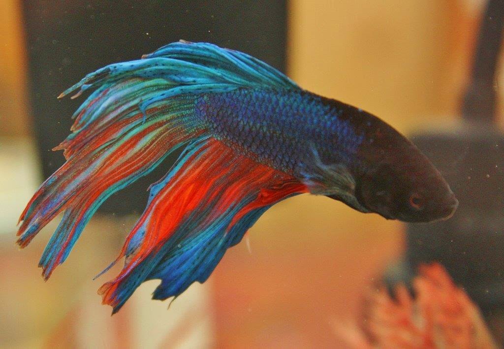 Sarah Lynn's Nature's Splendor: Siamese Fighting Fish, or Betta ...
