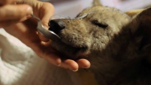 White Wolf : A Story Of Wolves, Rescue And Freedom In The Woods ...