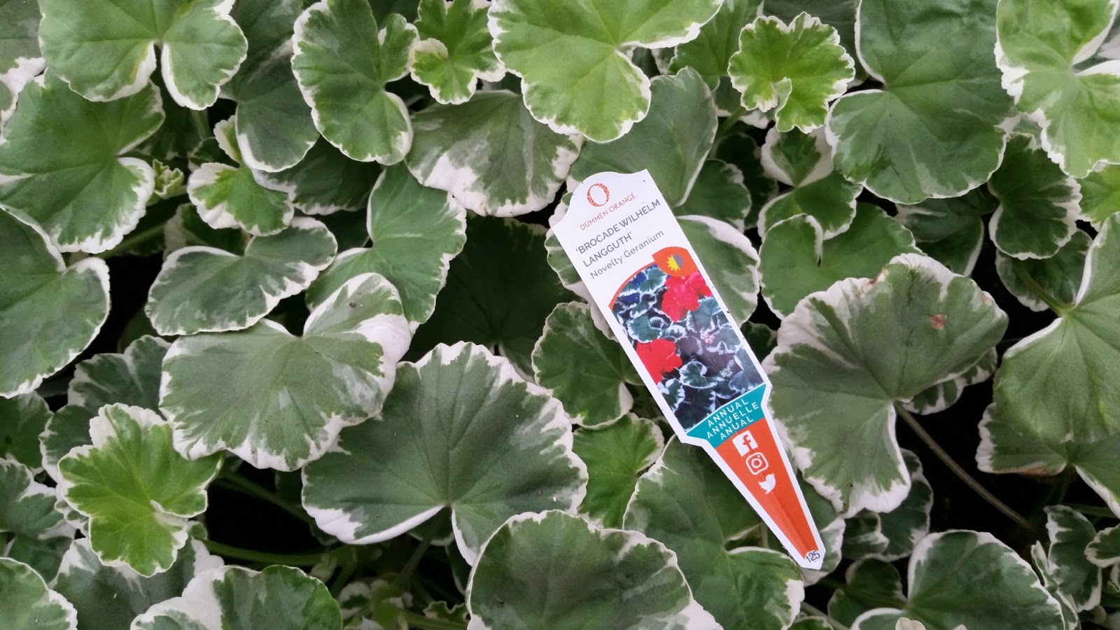 Henrys' Farm and Greenhouses: Fancy, Funky Foliage Geraniums!