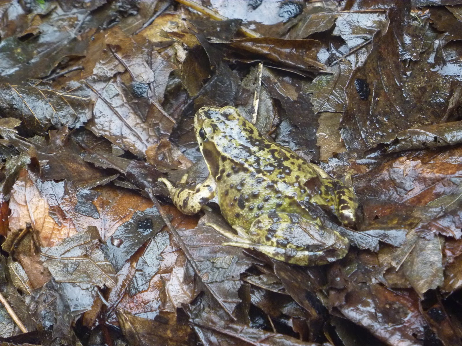 Crafty Green Poet: Toad in the Hole and a Lot of Frogs