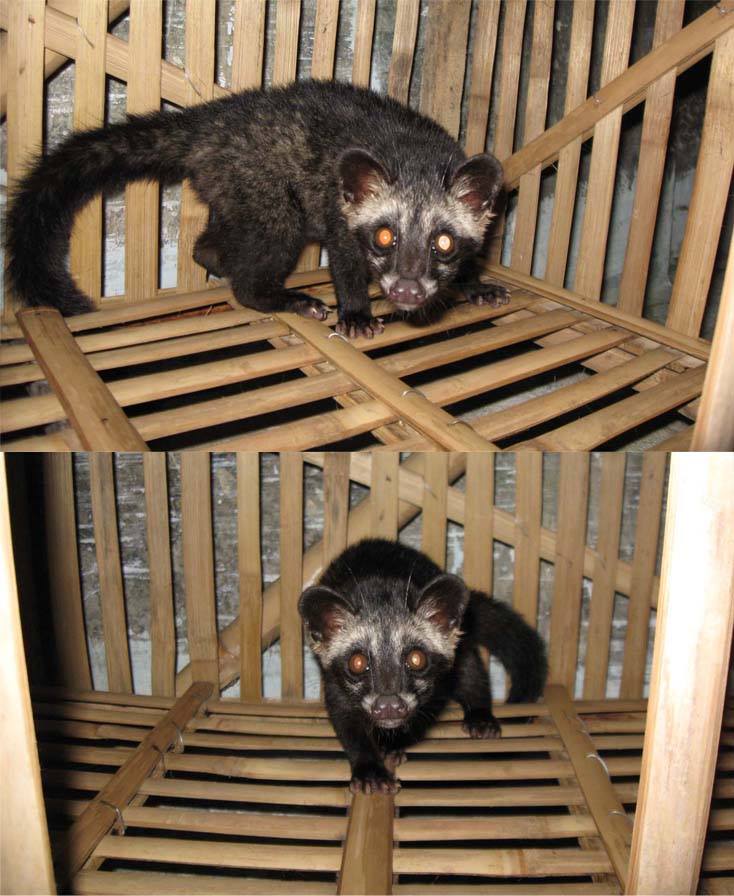 Denny Kurniawan Nugroho