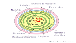 Cianobactérias ou Algas Azuis - Um problema para a saúde da Lagoa ...