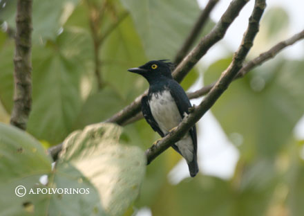 Paraísos del mundo: El gran turaco azul en los humedales de Bigodi