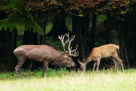 naturalhungary: Szarvasbőgés/Gímszarvas