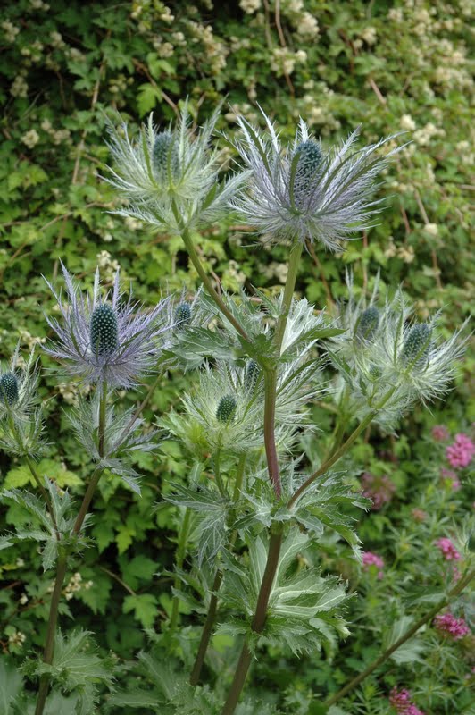 HAVETID: Midsommer-frodighed.