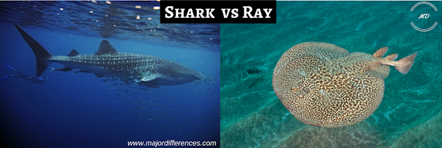 Difference between Shark and Rays (Shark vs Rays)