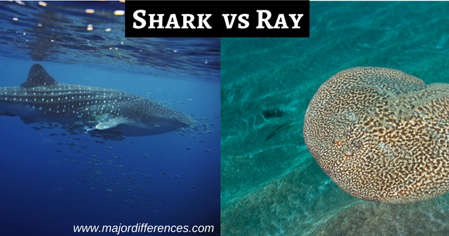 Difference between Shark and Rays (Shark vs Rays) | Major Differences