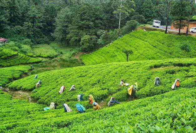 Sylhet Division - Terraced Tea Plantations and Tropical Forests ...