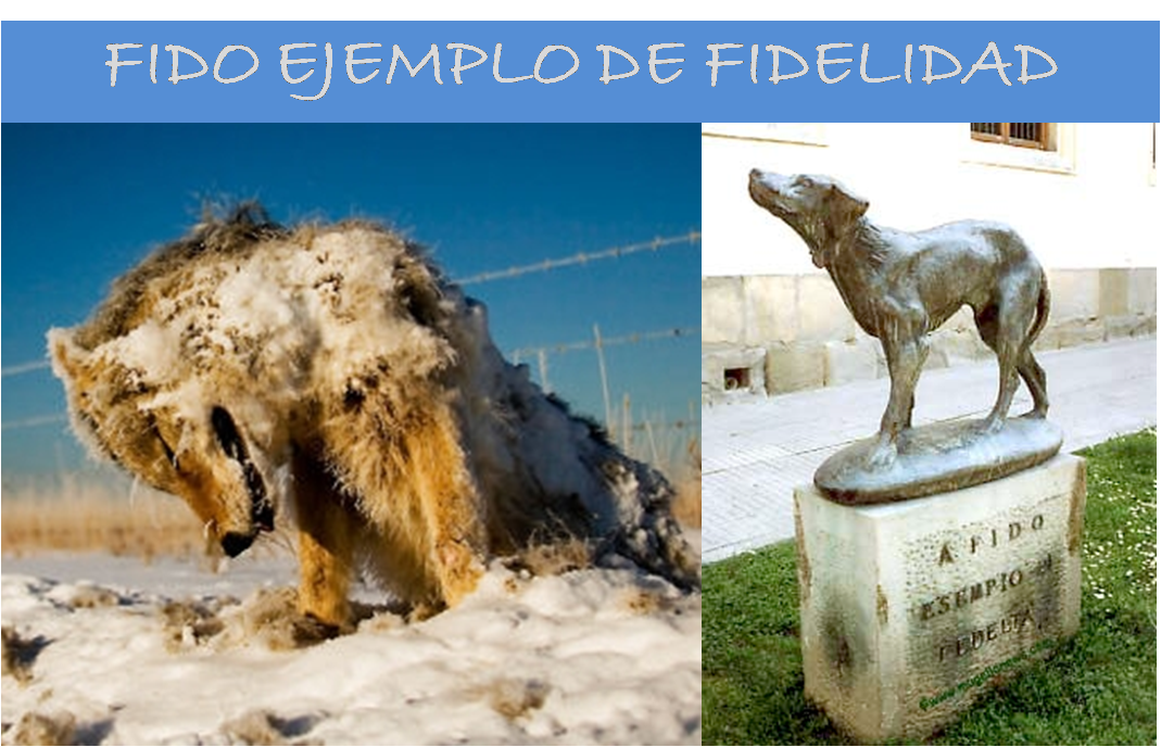 HISTORIAS DE AMOR: FIDO, UN PERRO FIEL