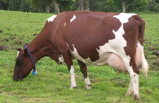 ASOCIACION ECOLOGISTA RIO MOCORETA: RAZA BOVINA SUECA ROJA
